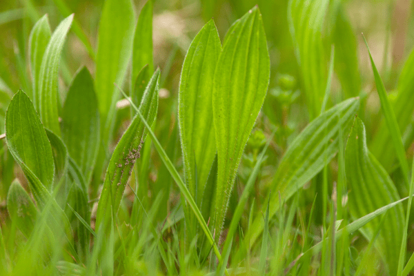Skorocel kopijovitý | Plantaginaceae - FYTOPHARMA